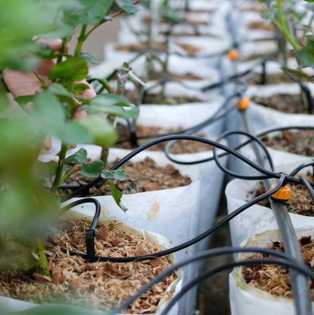 Polytunnels - potterfarm.lk