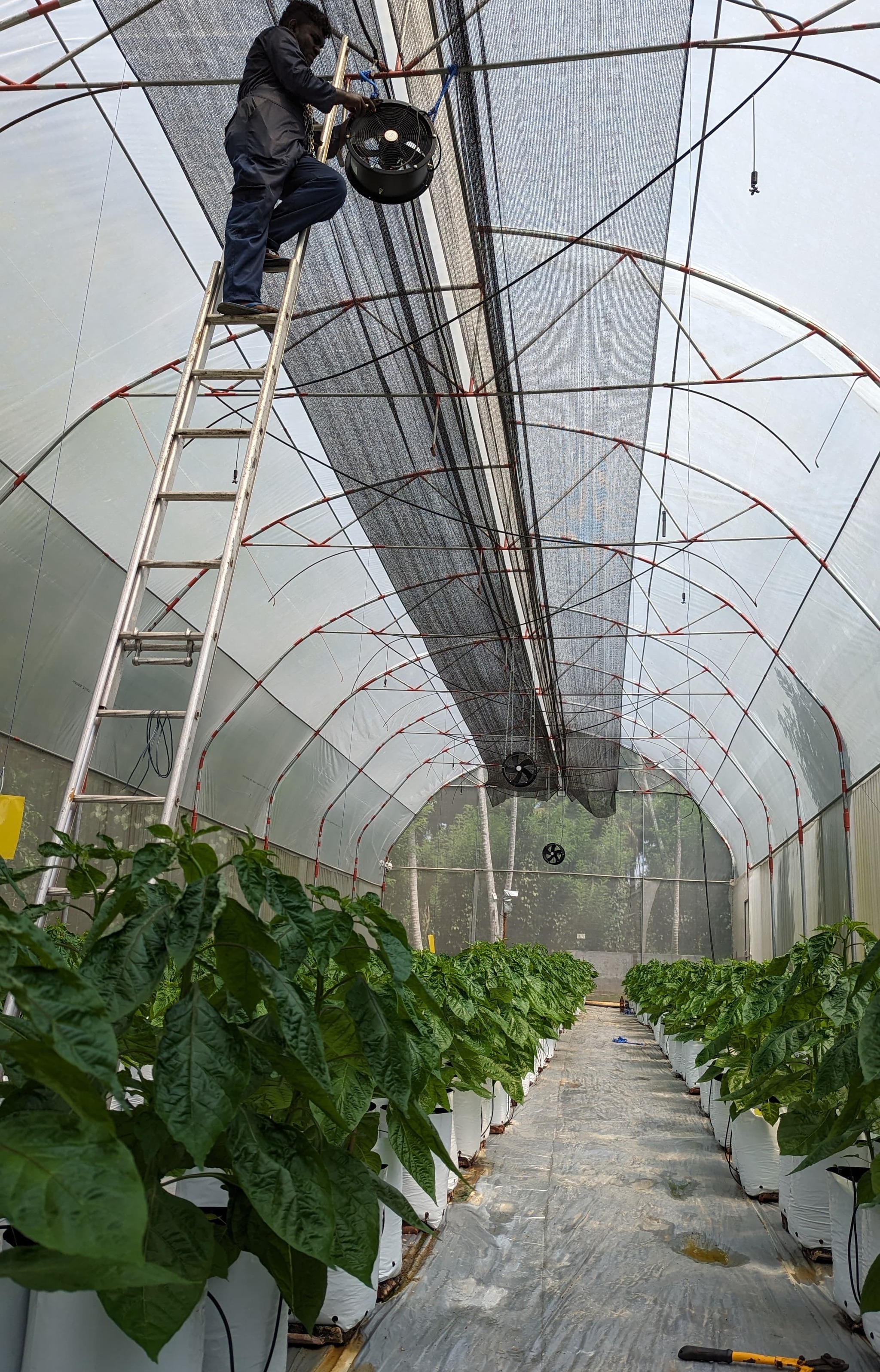 Polytunnels - potterfarm.lk